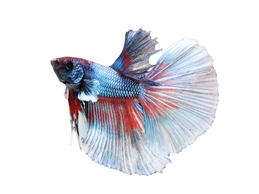 About us - Aquatic Prime Fish