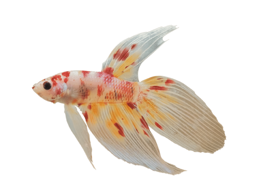 Aquatic Prime Fish - Selling aquarium fish in Dubai