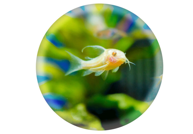 Aquatic Prime Fish - Selling aquarium fish in Dubai