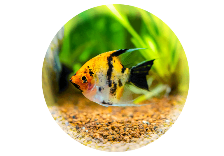 Aquatic Prime Fish - Selling aquarium fish in Dubai