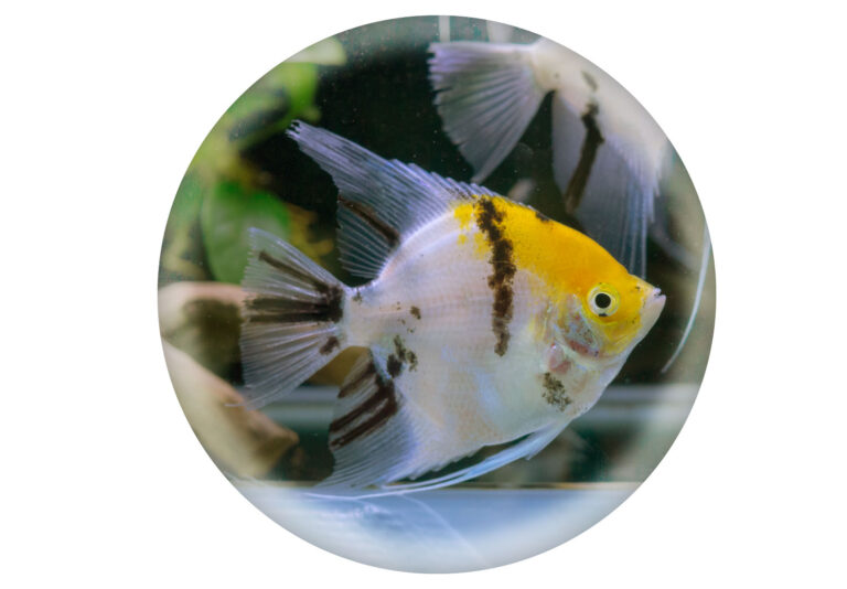 Aquatic Prime Fish - Selling aquarium fish in Dubai