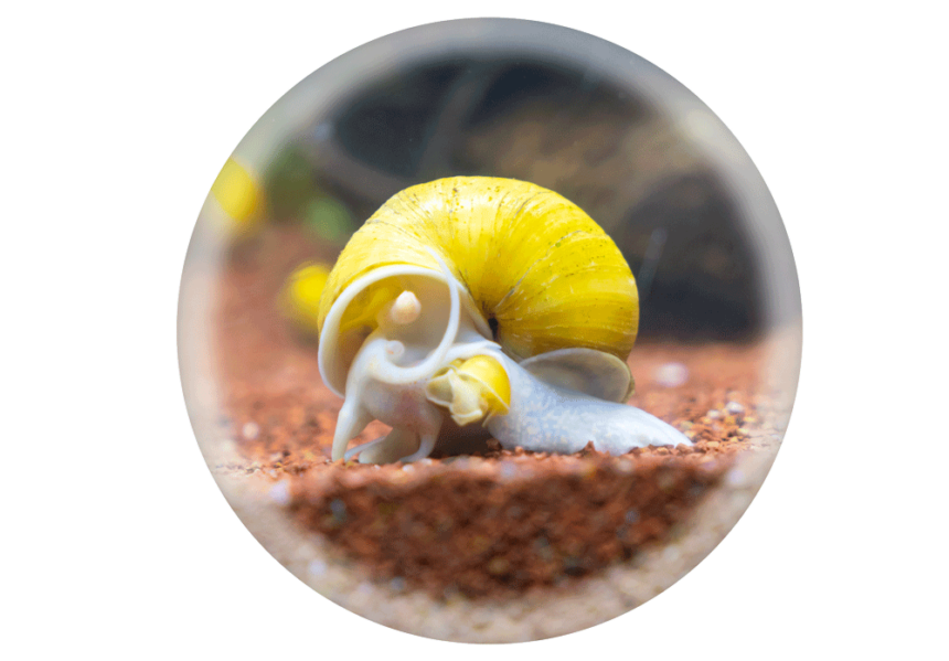 Apple Snail - Aquatic Prime Fish