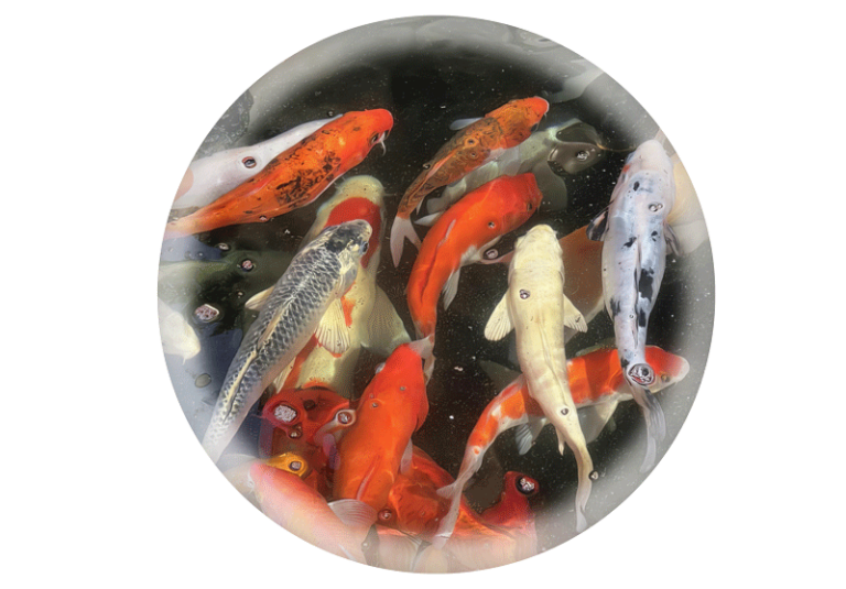 Aquatic Prime Fish - Selling aquarium fish in Dubai