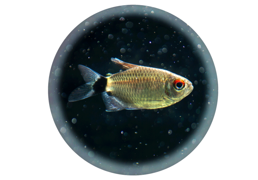 Aquatic Prime Fish - Selling aquarium fish in Dubai