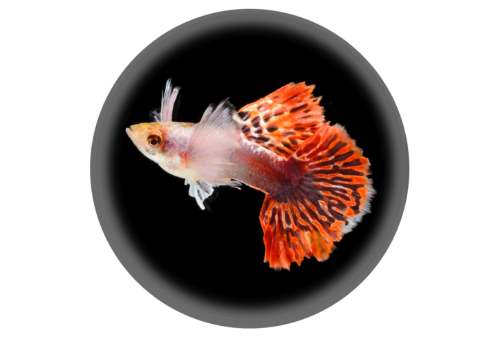 Big Ear Guppy - Aquatic Prime Fish