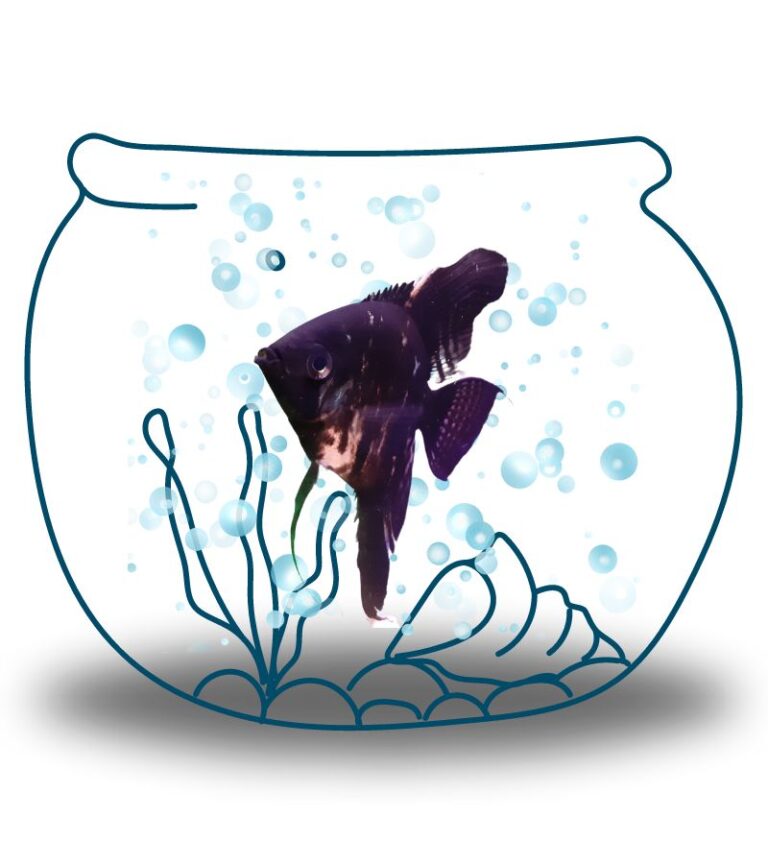 Aquatic Prime Fish - Selling aquarium fish in Dubai