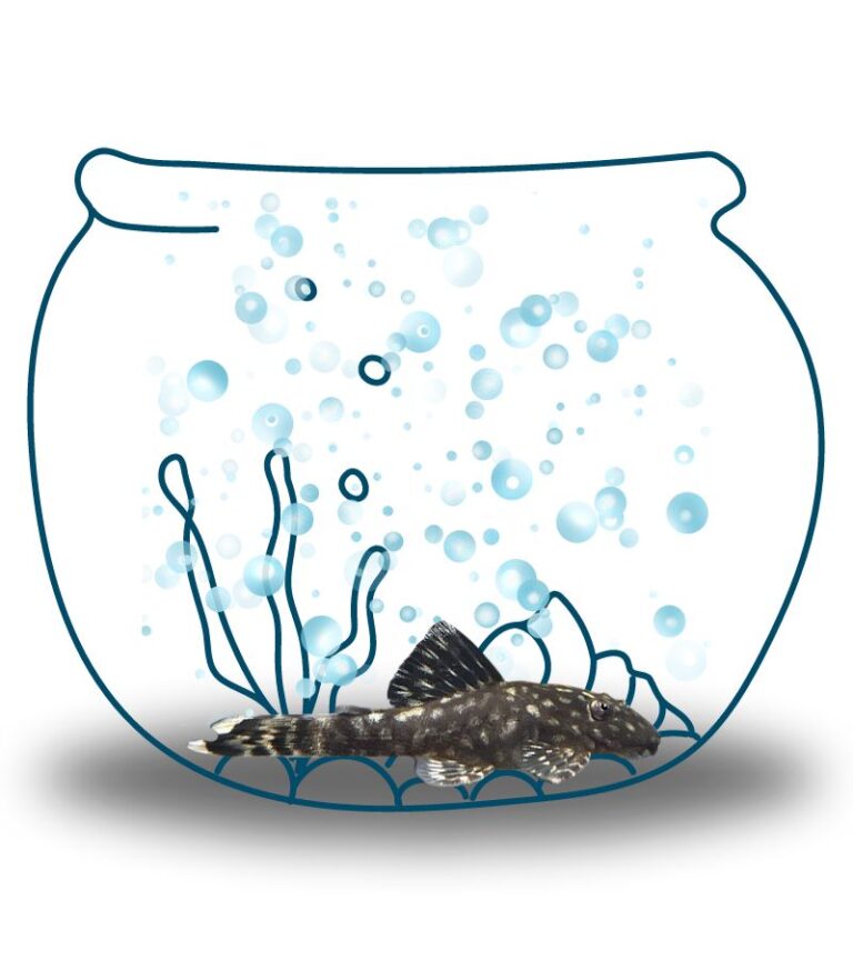 Aquatic Prime Fish - Selling aquarium fish in Dubai