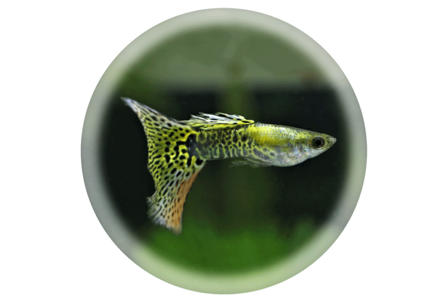 Cobra Guppy - Aquatic Prime Fish