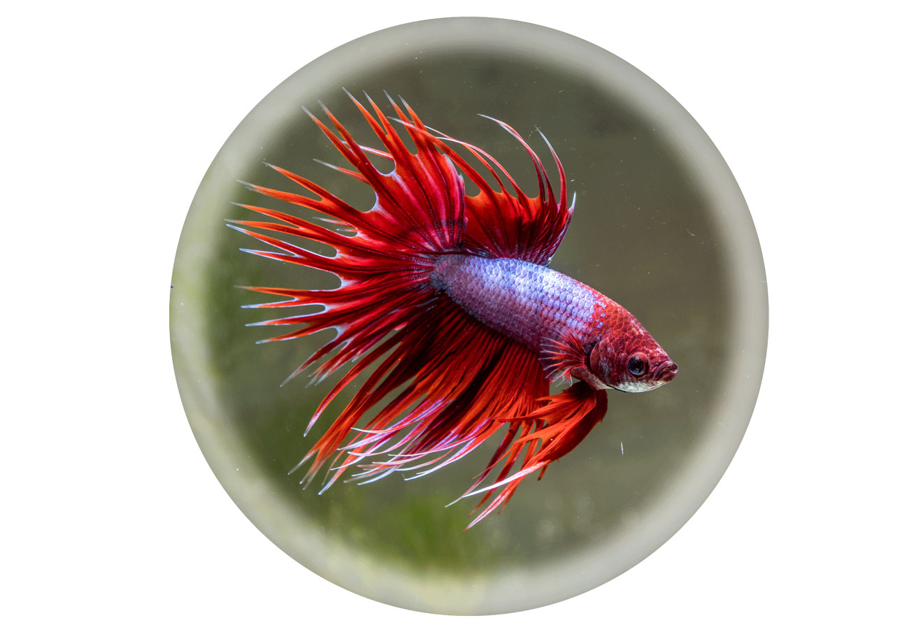 Crown Tail Betta - Aquatic Prime Fish
