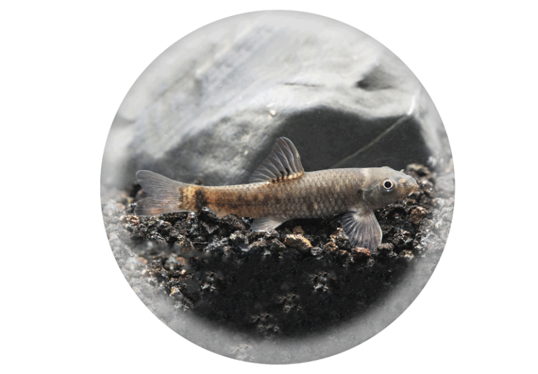 Doctor Fish - Aquatic Prime Fish