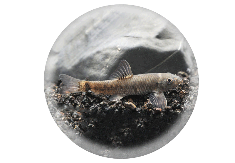 Doctor Fish - Aquatic Prime Fish