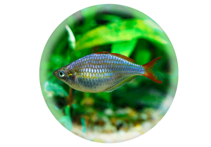 Dwarf Rainbowfish - Aquatic Prime Fish