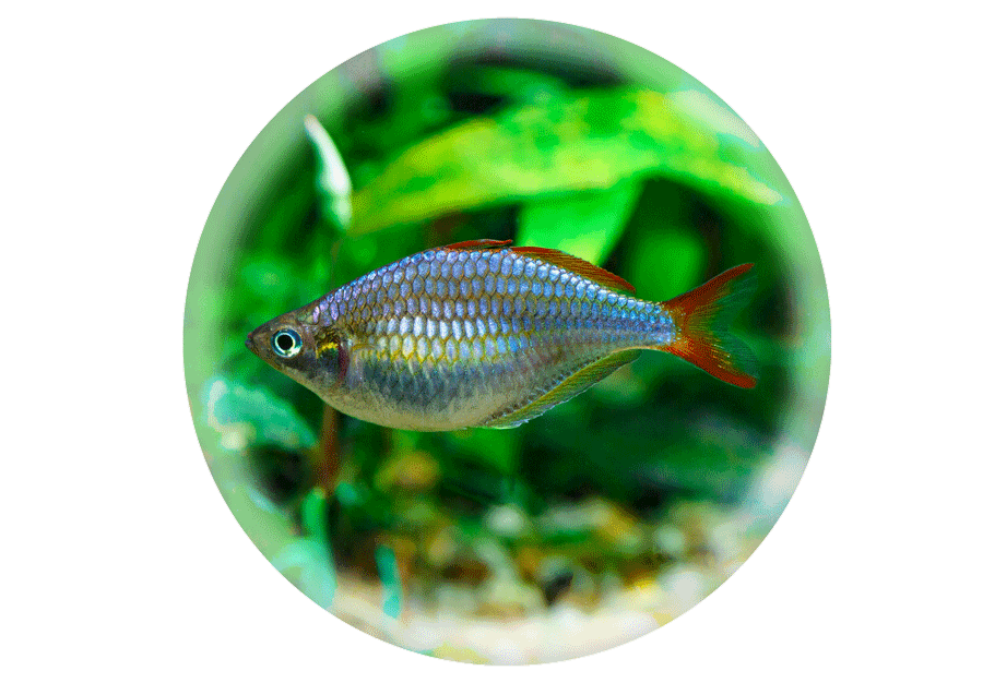 Dwarf Rainbowfish - Aquatic Prime Fish