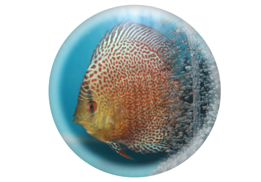Eruption Discus - Aquatic Prime Fish