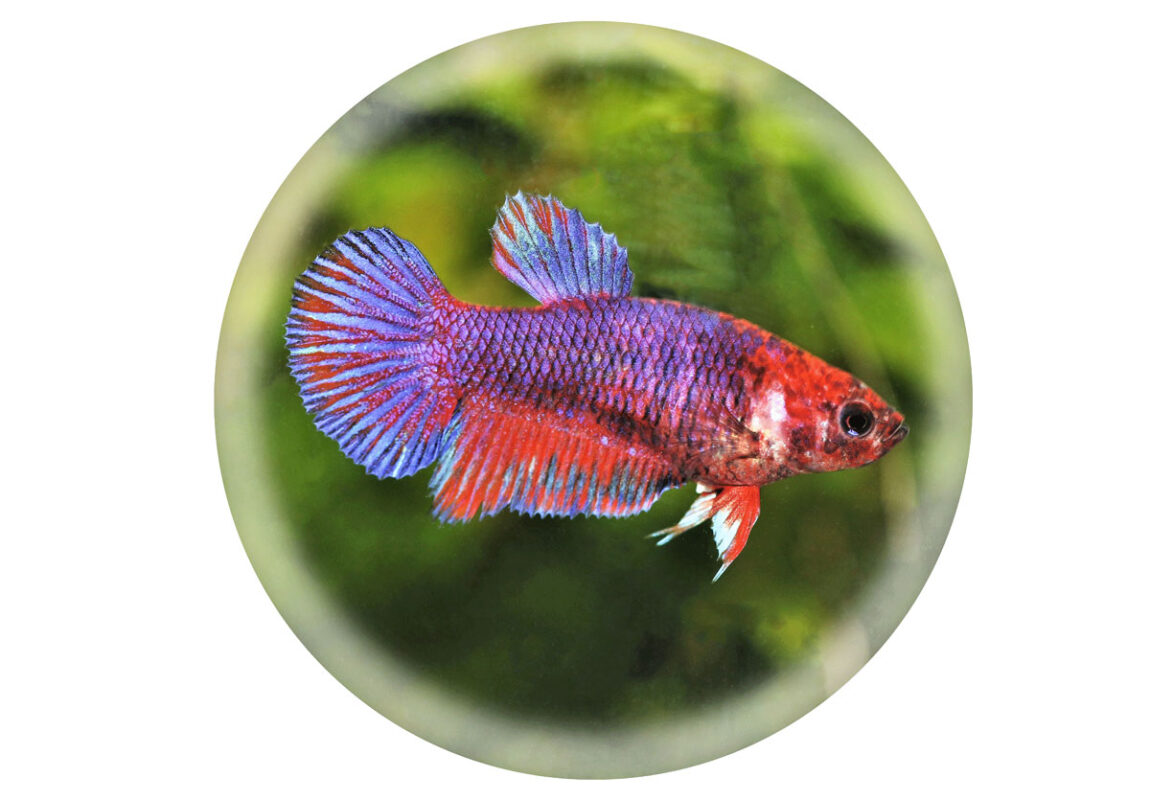 Female Betta - Aquatic Prime Fish