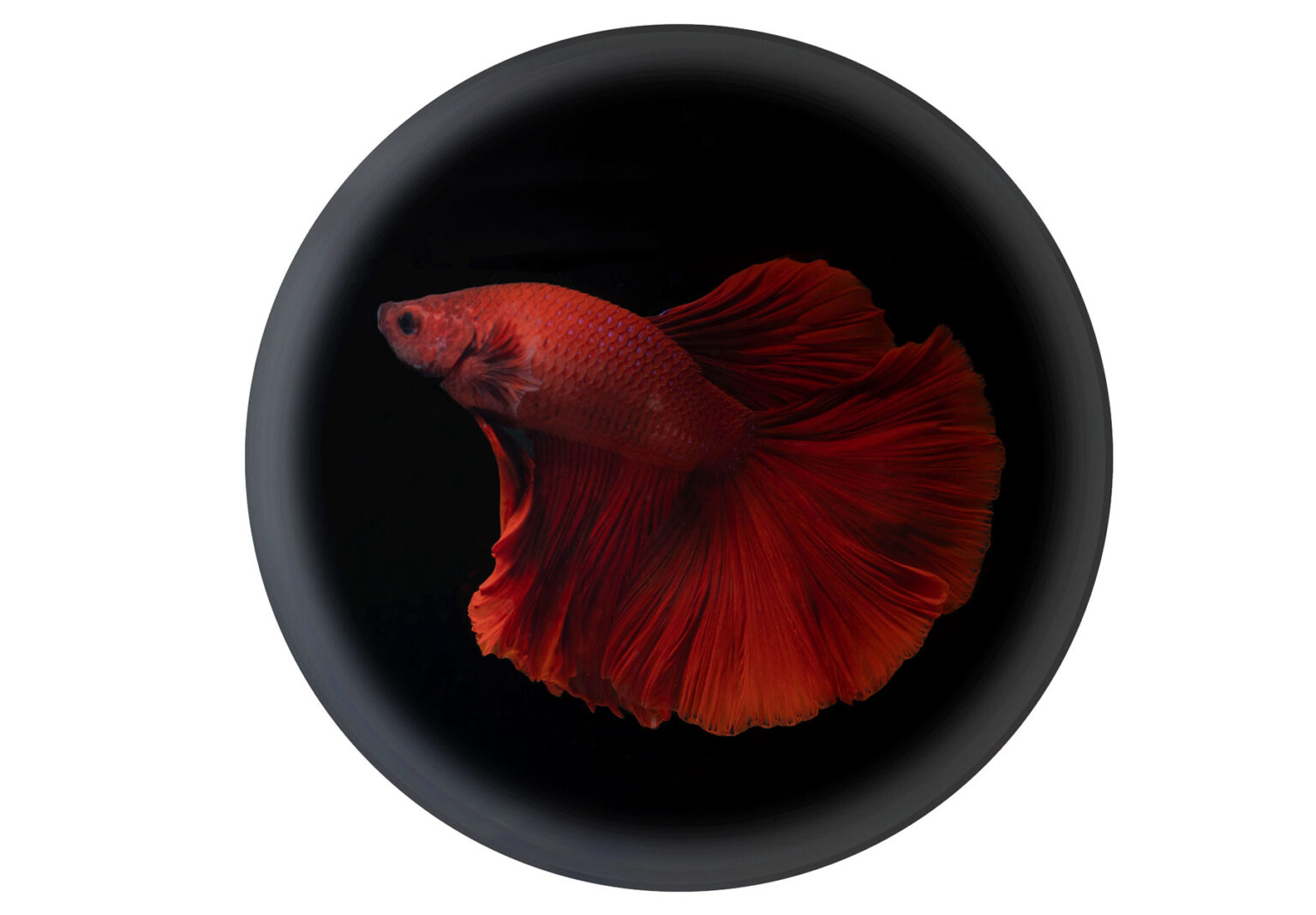 Full Red Betta - Aquatic Prime Fish