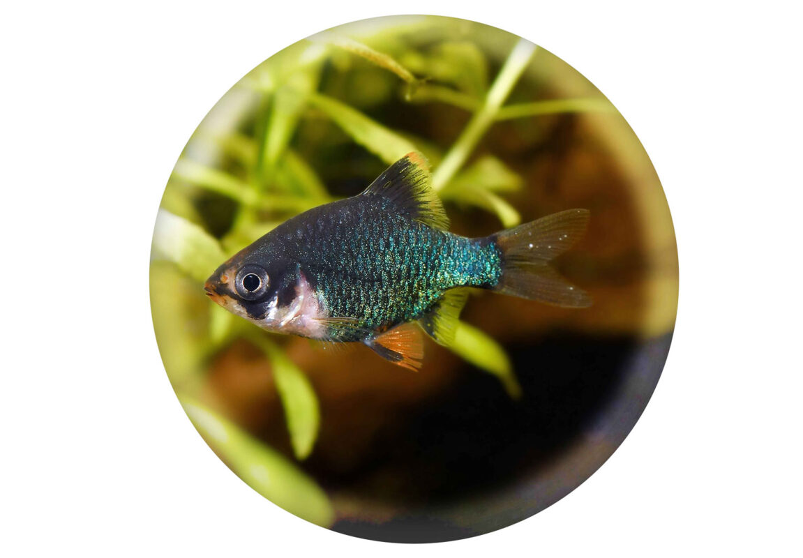 Green Barb - Aquatic Prime Fish