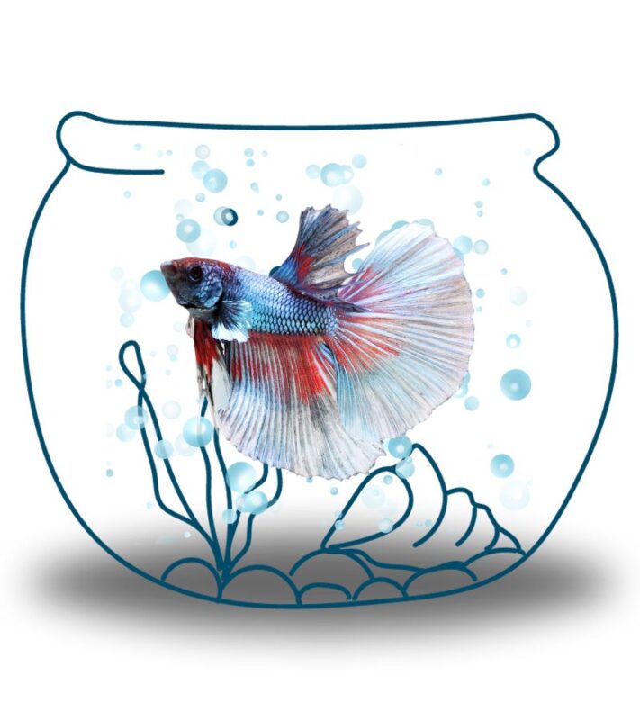 Half Moon Betta - Aquatic Prime Fish