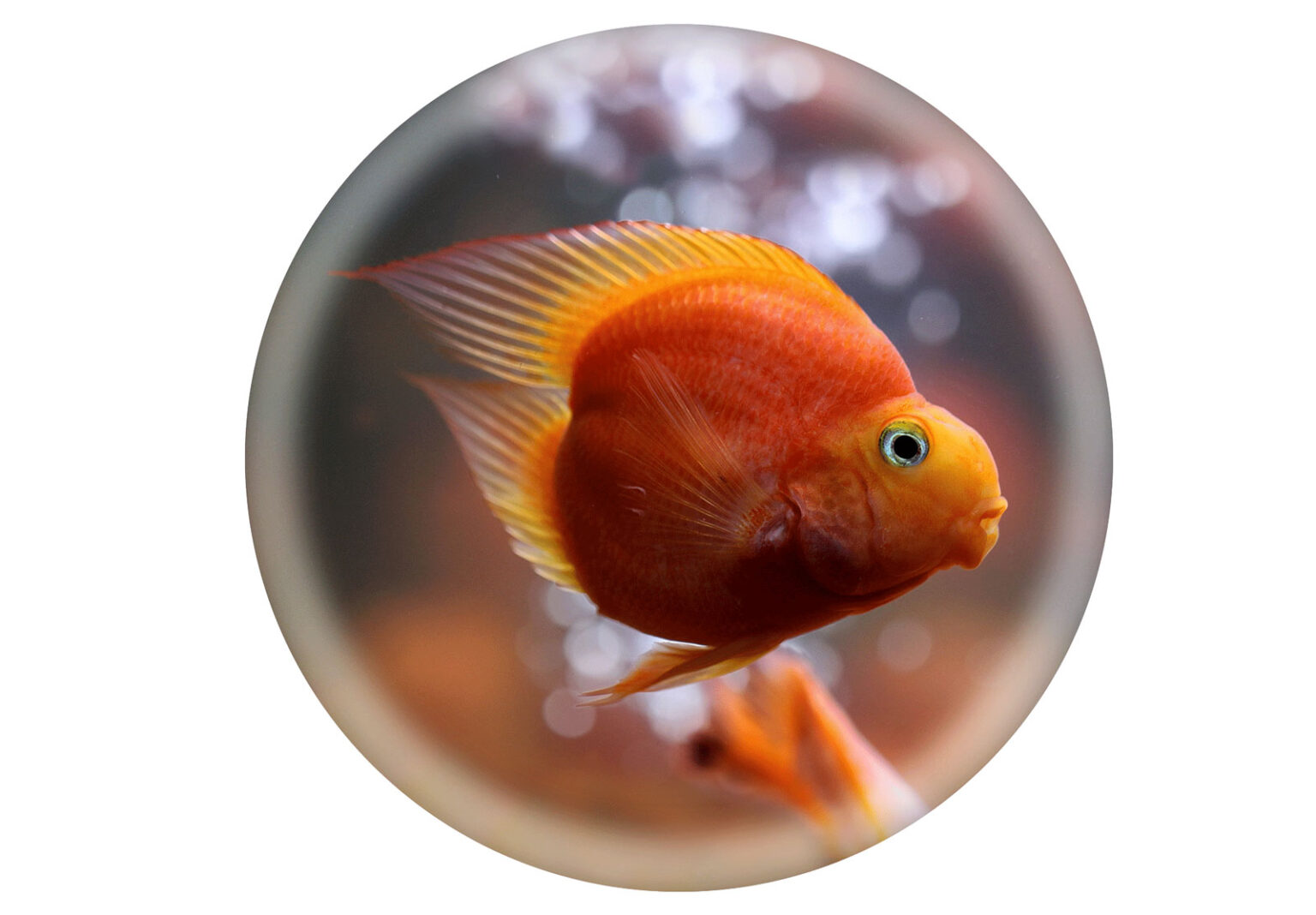 Heart Shepe Parrot Cichlid - Aquatic Prime Fish