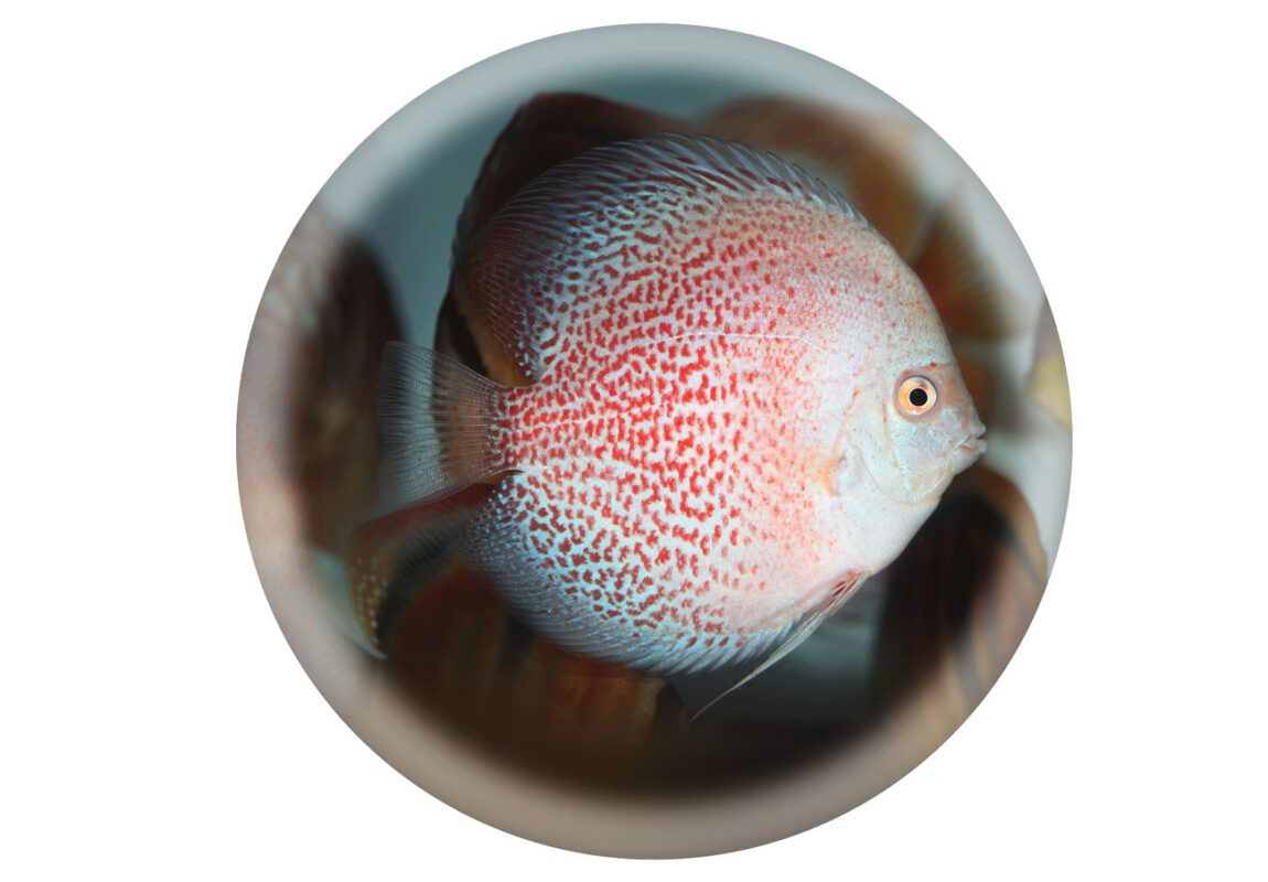 Leopard Discus - Aquatic Prime Fish