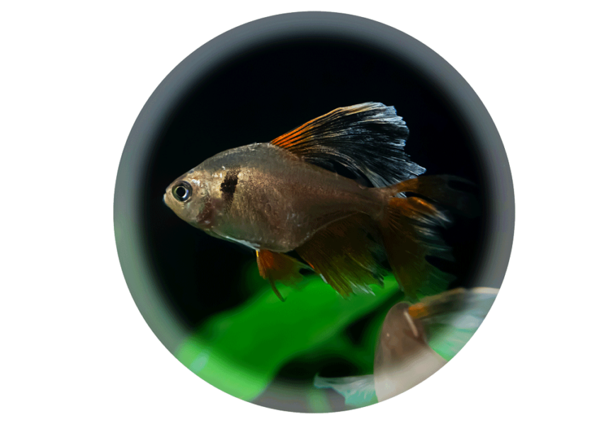 Long finned Serpae Tetra - Aquatic Prime Fish