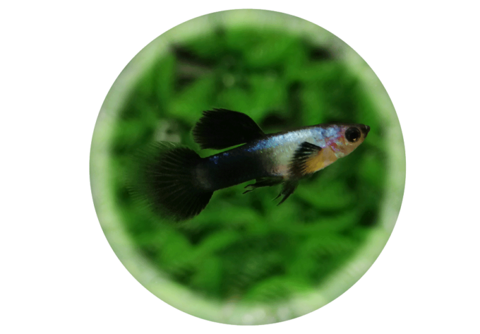 Panda Guppy - Aquatic Prime Fish