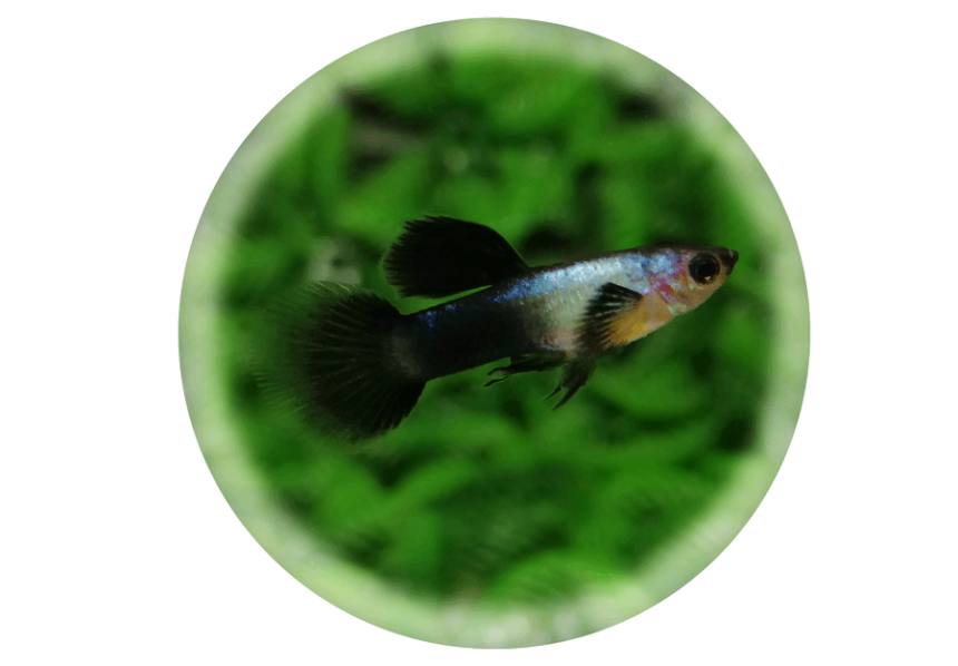 Panda Guppy - Aquatic Prime Fish