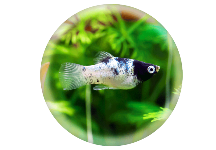 Panda Platy - Aquatic Prime Fish