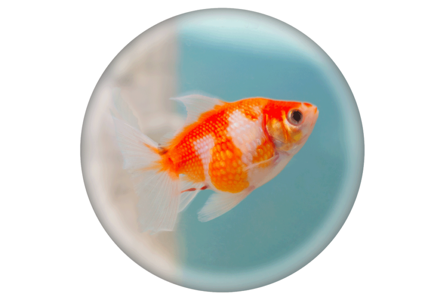 Pearlscale Goldfish - Aquatic Prime Fish