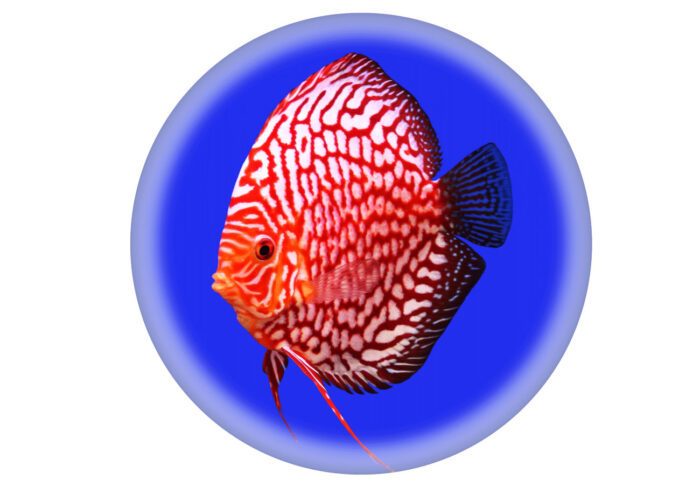 Pigeon Discus - Aquatic Prime Fish