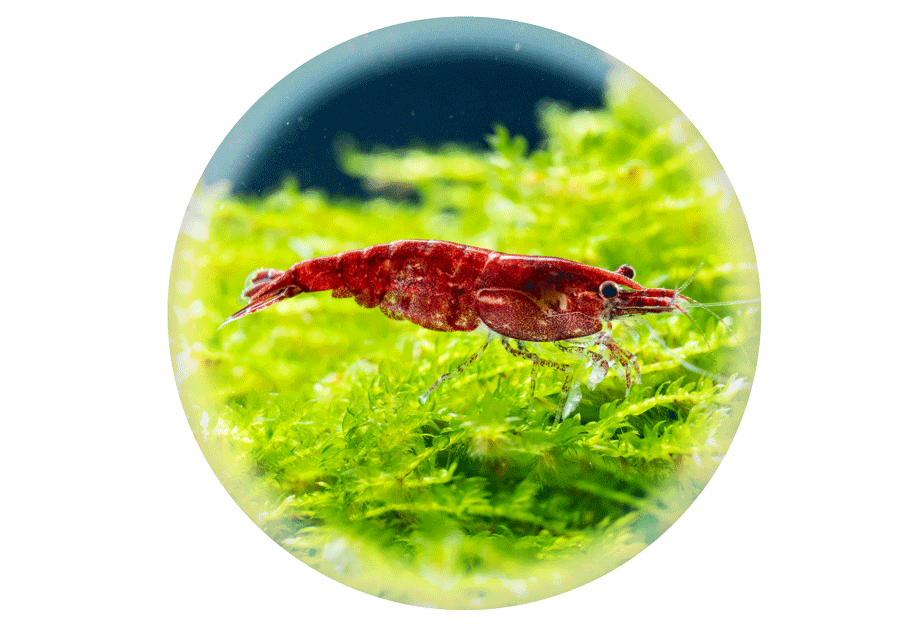 Red Cherry Shrimp - Aquatic Prime Fish