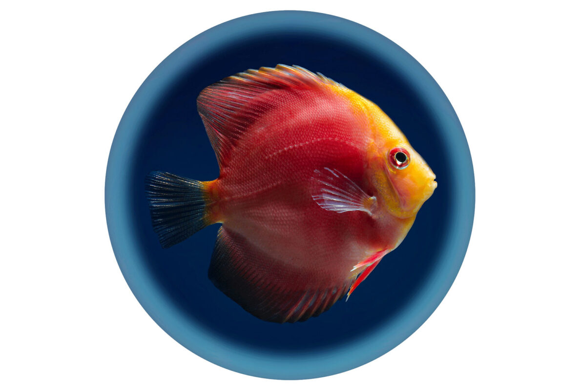 Red Melon Discus - Aquatic Prime Fish