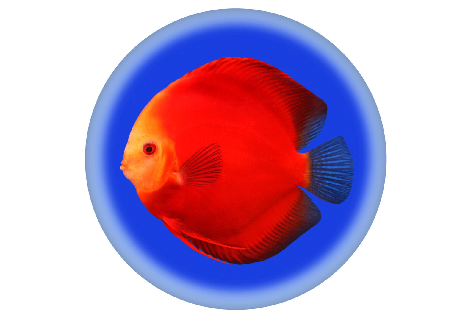 Rose Red Discus - Aquatic Prime Fish