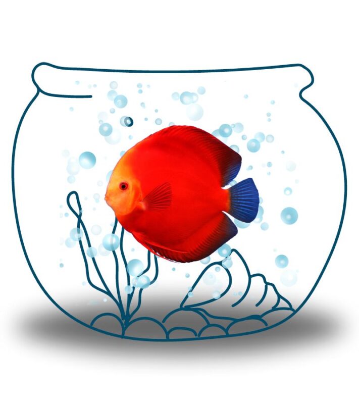 Rose Red Discus - Aquatic Prime Fish