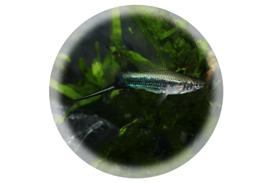 Tuxedo Swordtail - Aquatic Prime Fish