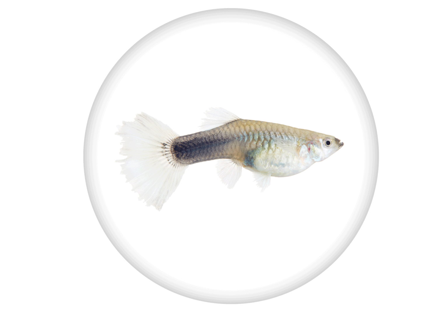 White Guppy - Aquatic Prime Fish