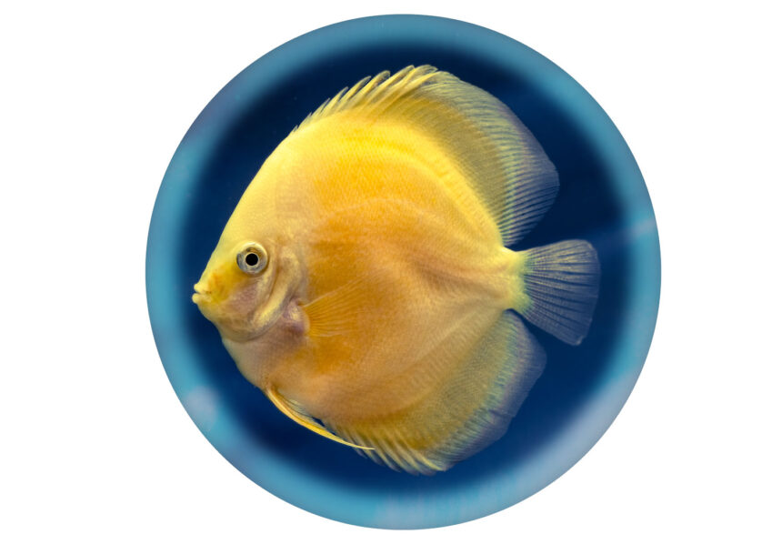 Yellow Discus - Aquatic Prime Fish