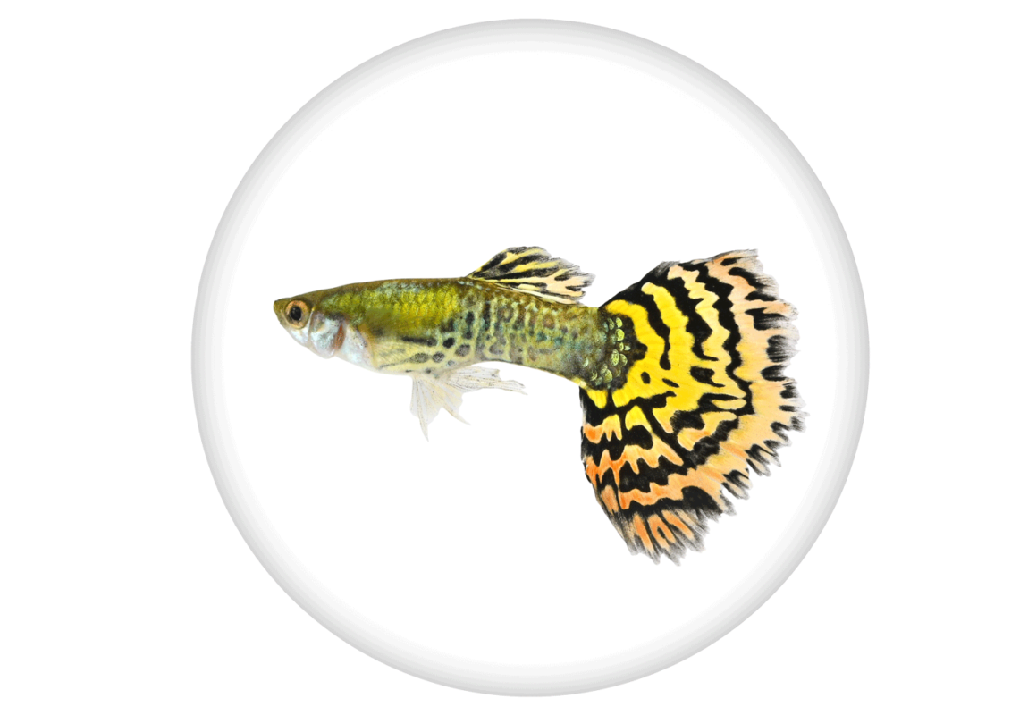 Yellow Guppy - Aquatic Prime Fish