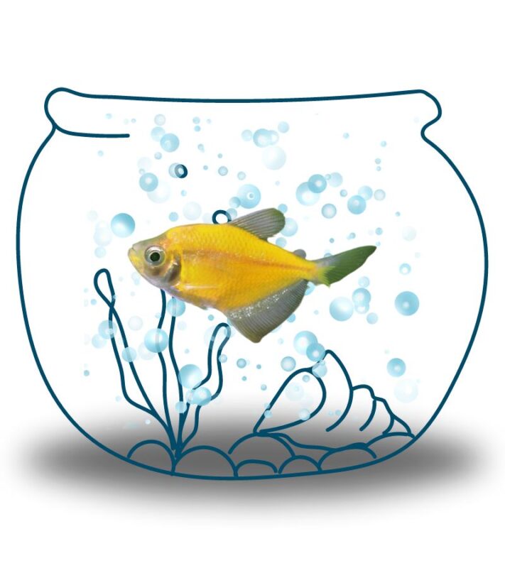 Yellow Widow Tetra - Aquatic Prime Fish