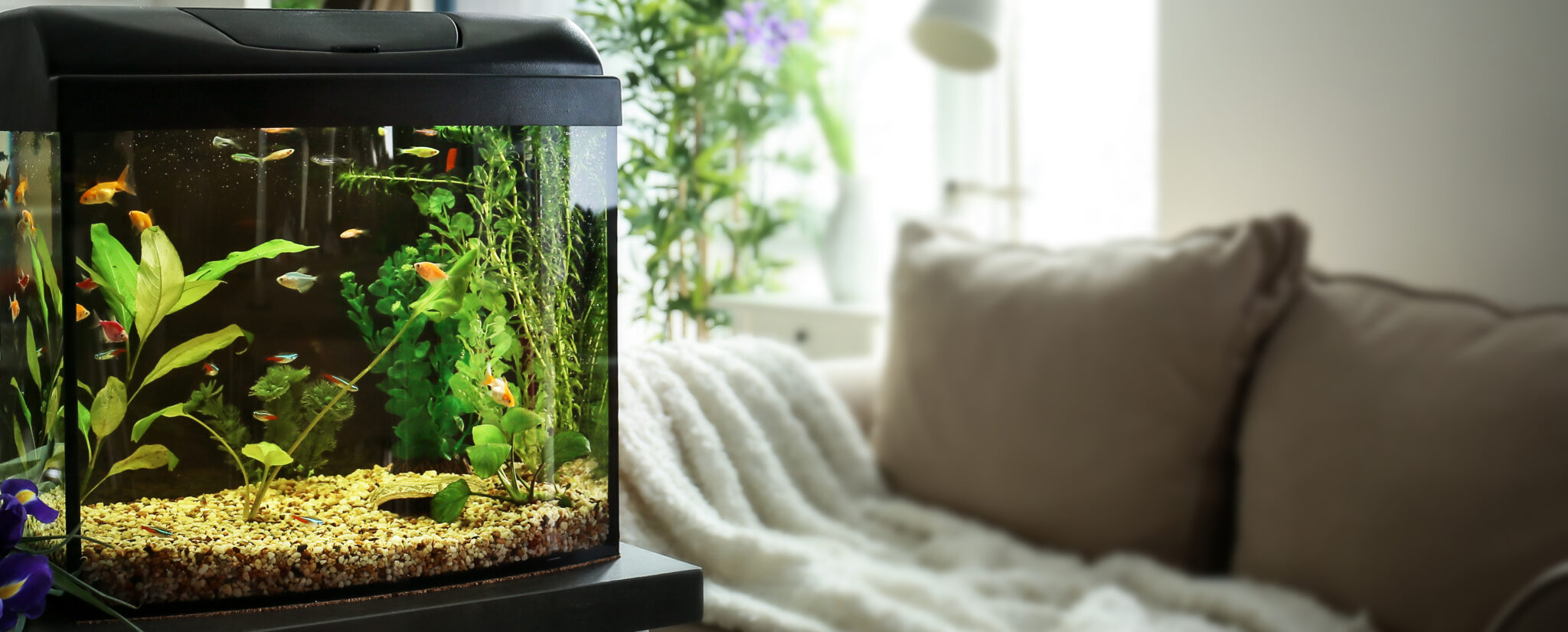 Aquatic Prime Fish - Selling aquarium fish in Dubai