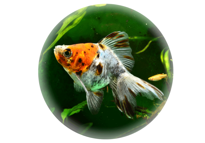 Calico Goldfish - Aquatic Prime Fish