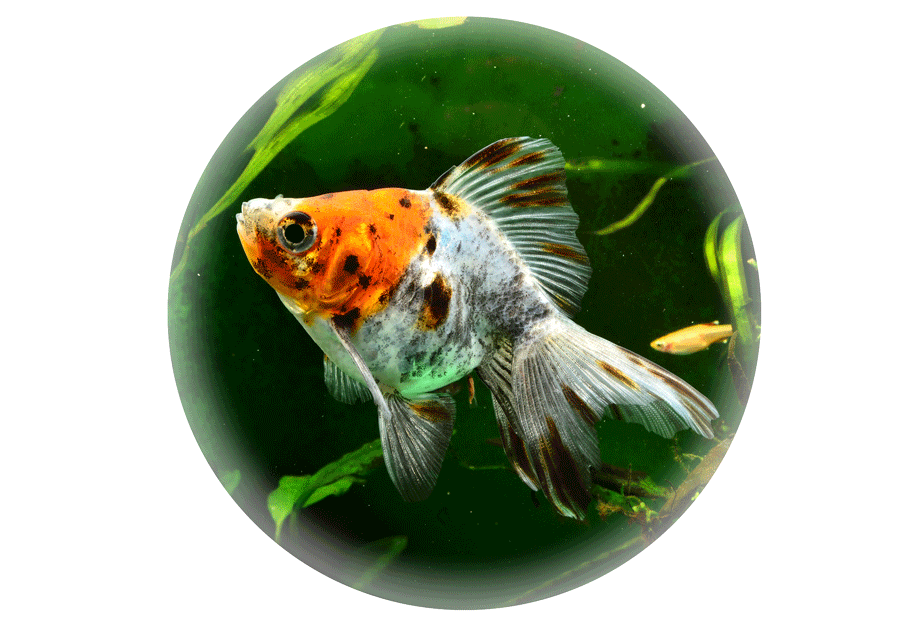 Calico Goldfish - Aquatic Prime Fish