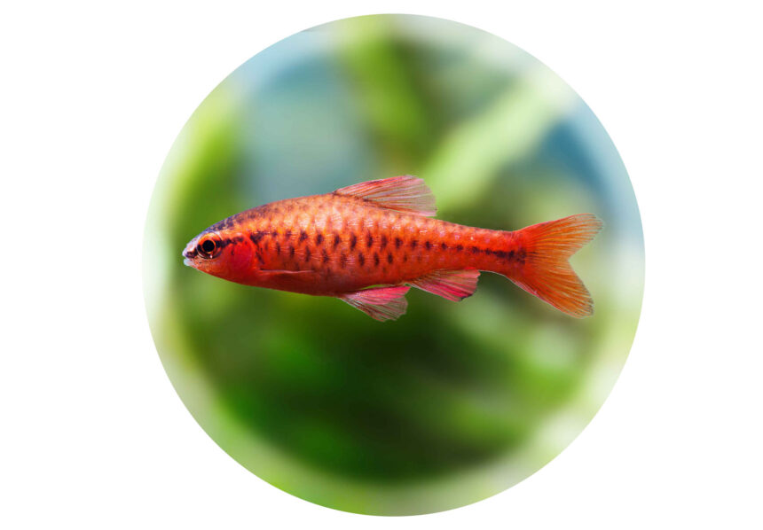 Cherry Barb - Aquatic Prime Fish
