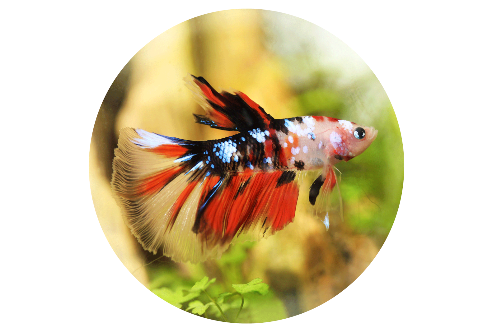 Aquatic Prime Fish - Selling aquarium fish in Dubai