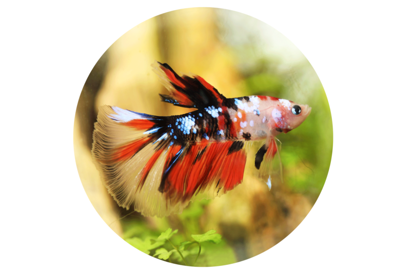 Aquatic Prime Fish - Selling aquarium fish in Dubai