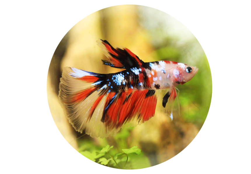 Aquatic Prime Fish - Selling aquarium fish in Dubai