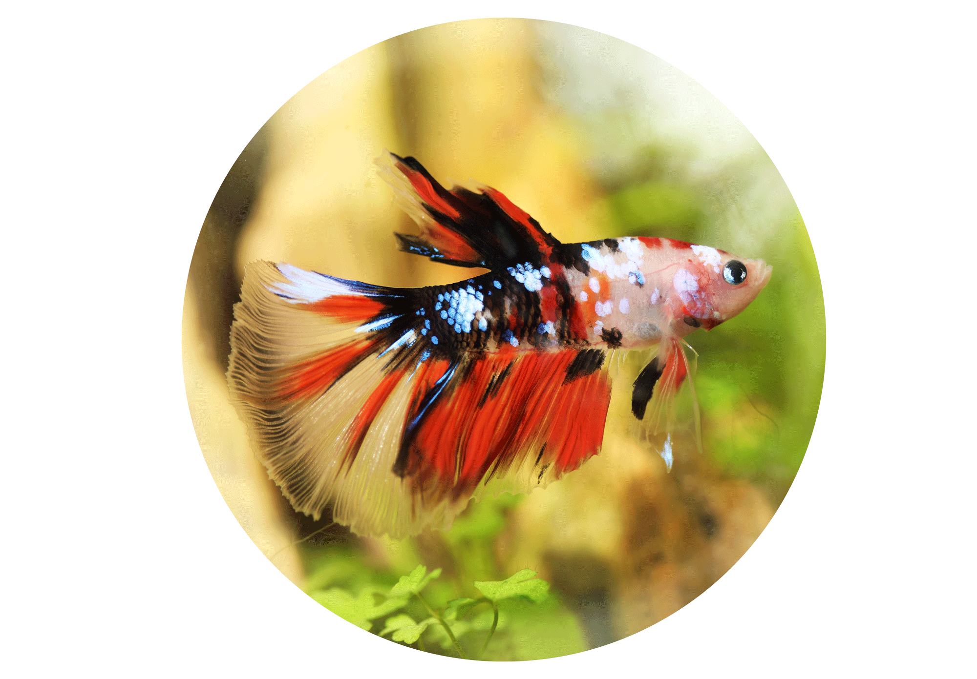 Gallery - Aquatic Prime Fish