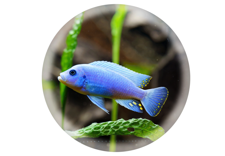 Products - Aquatic Prime Fish