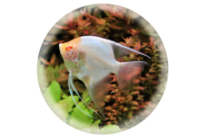 Aquatic Prime Fish - Selling aquarium fish in Dubai