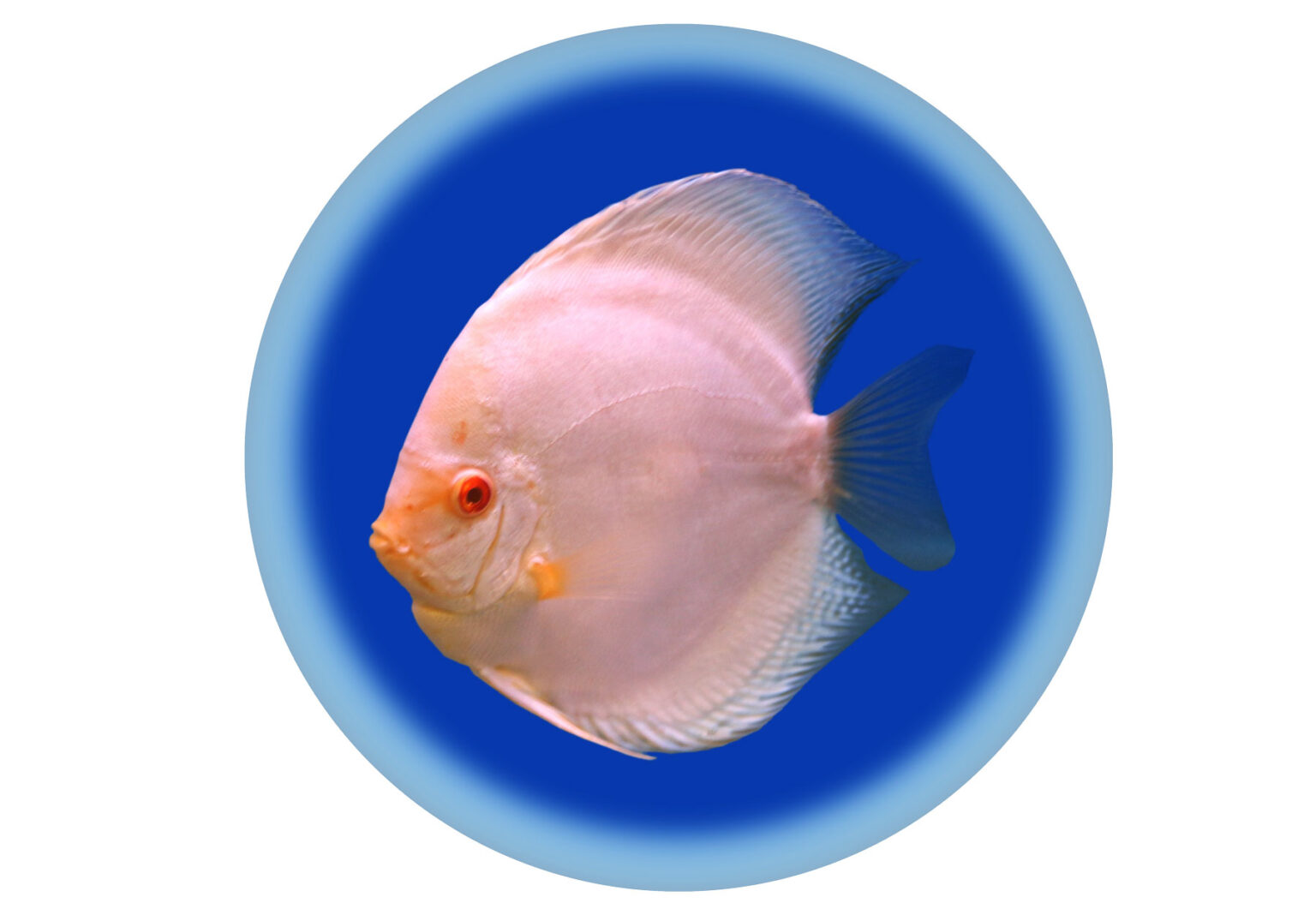 Albino Discus - Aquatic Prime Fish